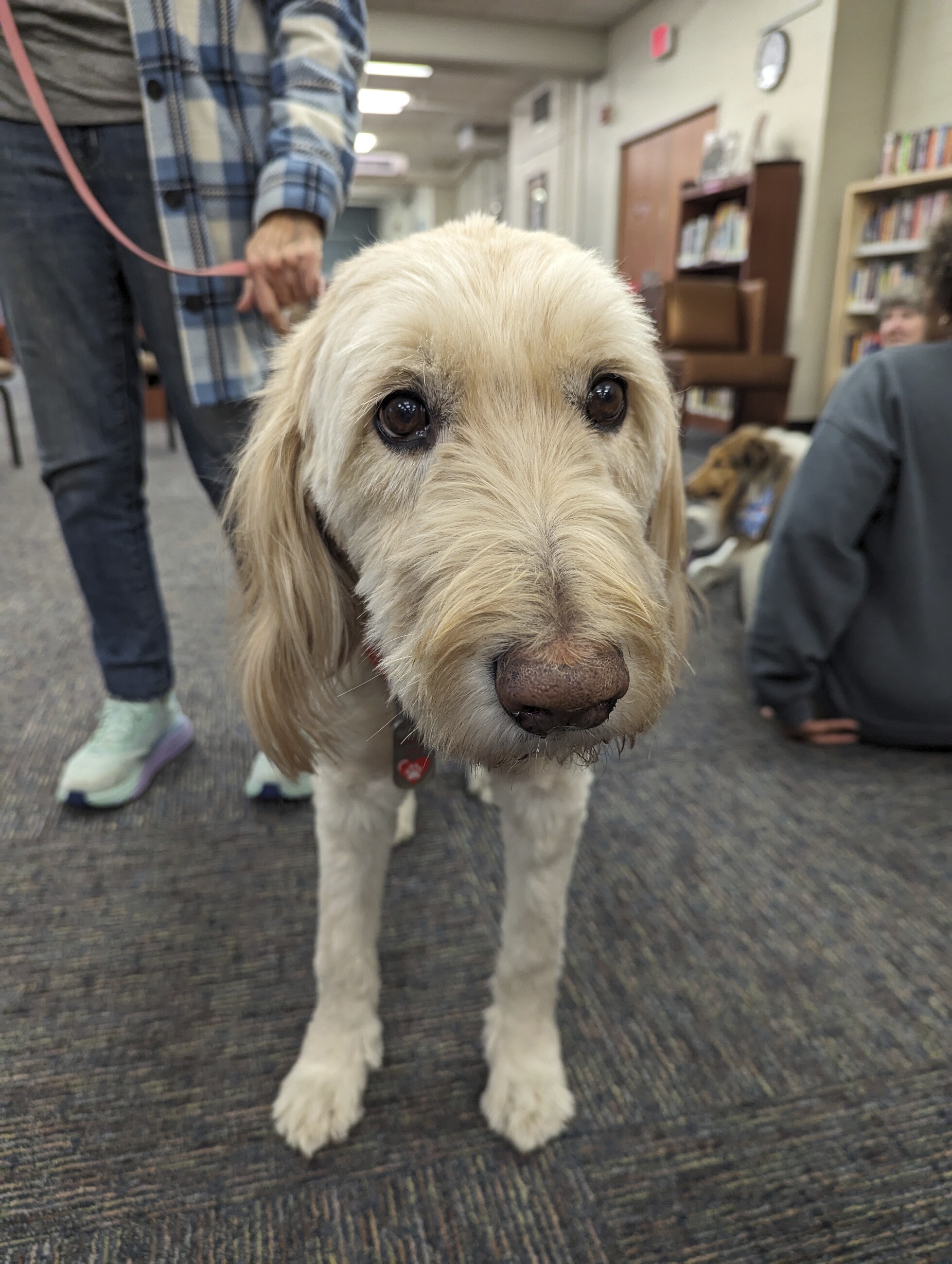 PAWS: Therapy dogs help students at Ivy Tech Lawrence decompress during ...